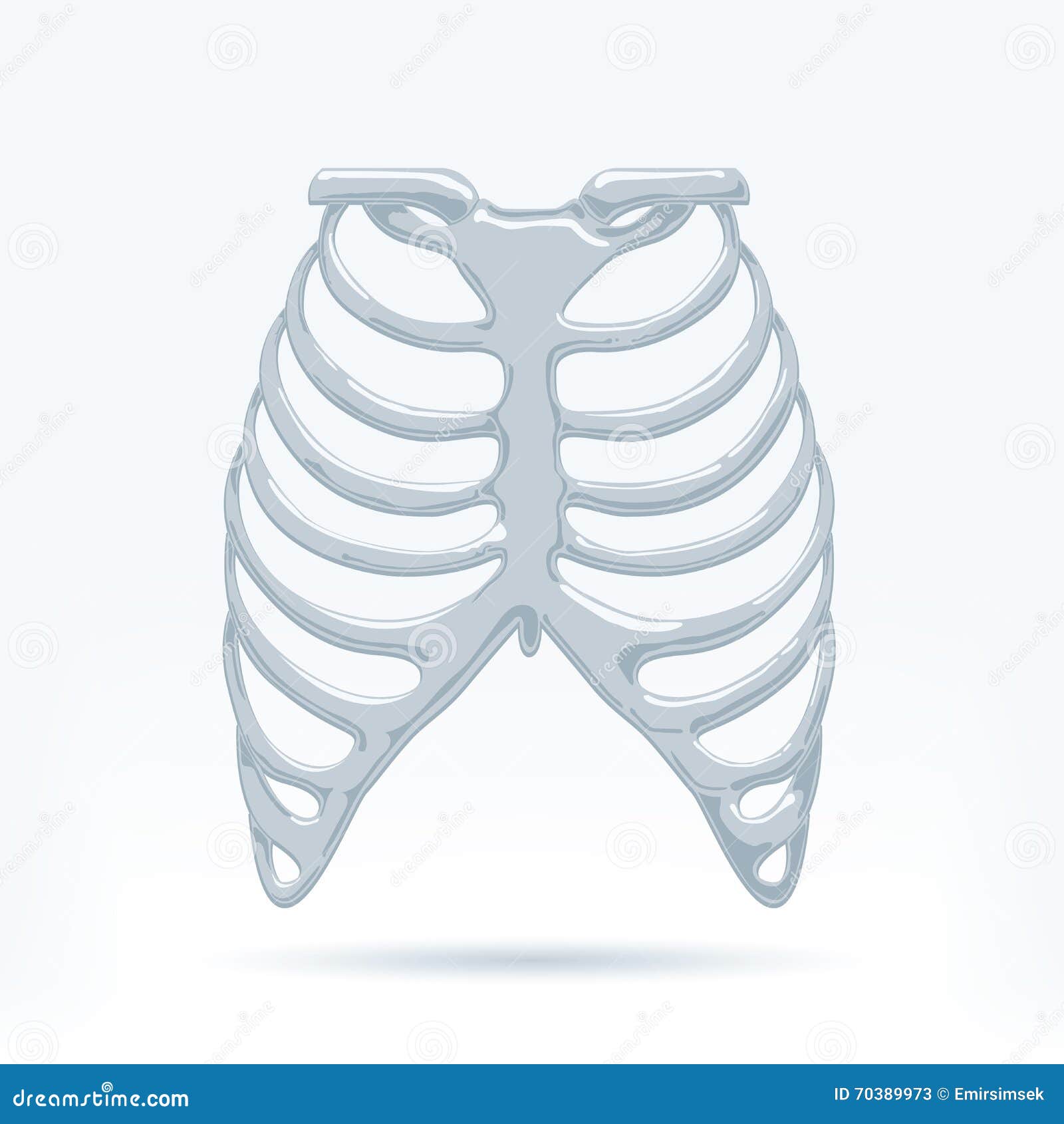 The Human Thorax Anatomy Royalty-Free Illustration | CartoonDealer.com ...