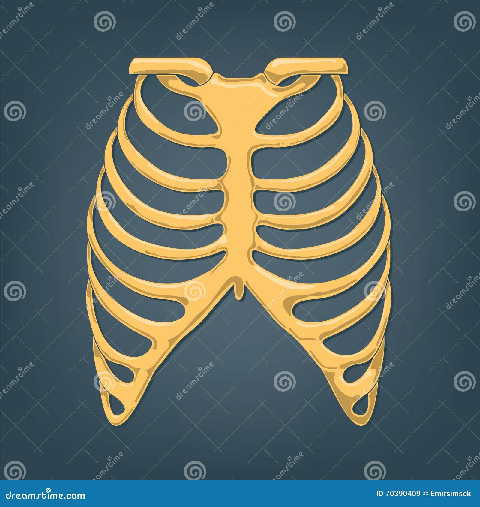 Human Thorax stock vector. Illustration of medicine, graphic - 70390409