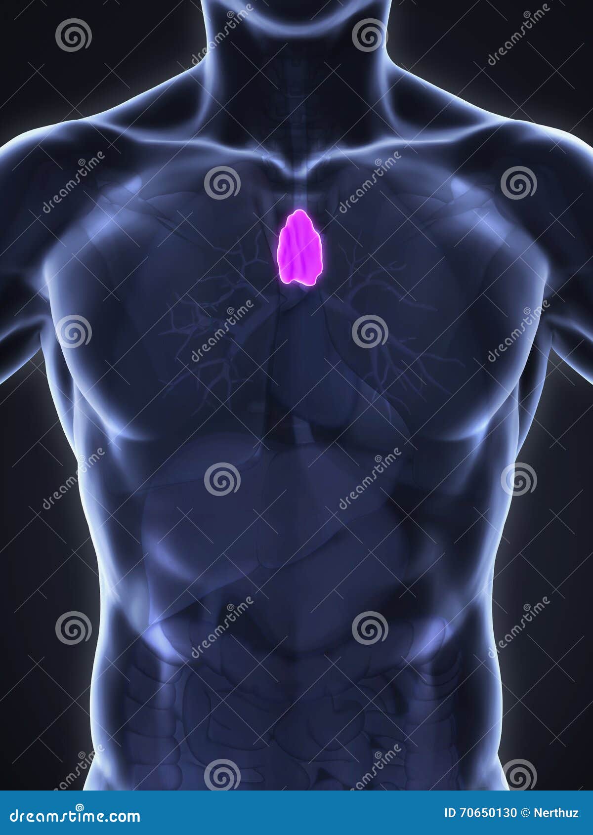 Human Thymus Anatomy stock illustration. Illustration of health - 70650130