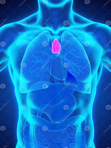 Human Thymus Anatomy stock illustration. Illustration of gland - 70749906