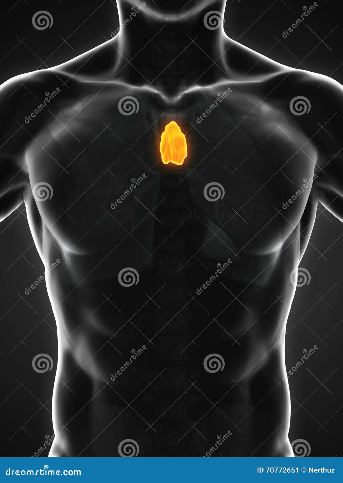 Human Thymus Anatomy stock illustration. Illustration of diagnose ...