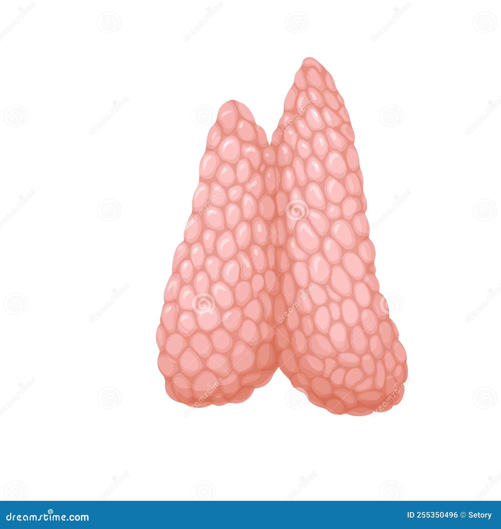 Human Thymus, Internal Lymphoid Organ of Immune System Producing ... Human Thymus, Internal Lymphoid Organ of Immune System Producing ...