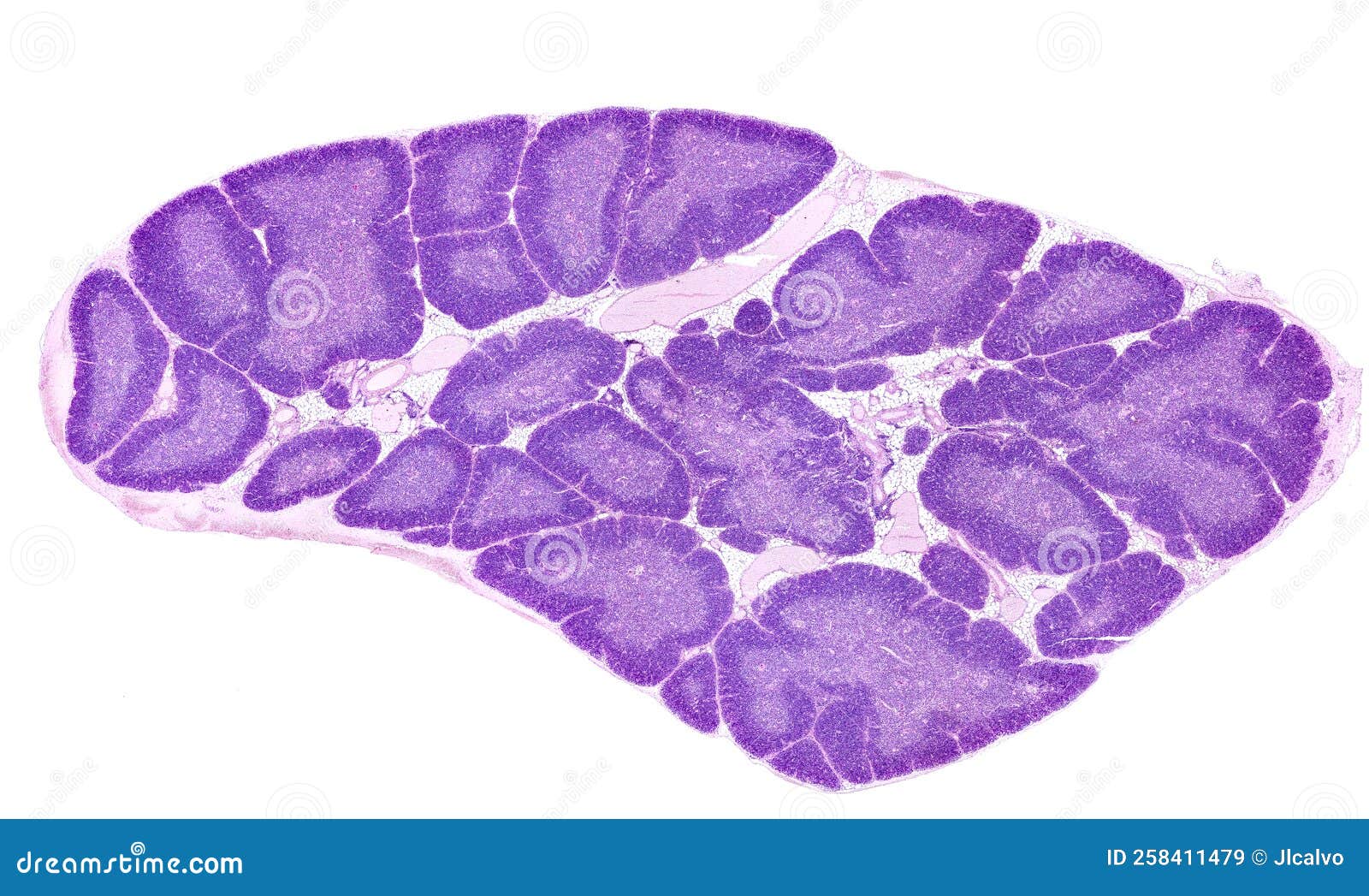 Human Thymus Cortex And Medulla Stock Image Image Of Microscopy Micrograph 258411479