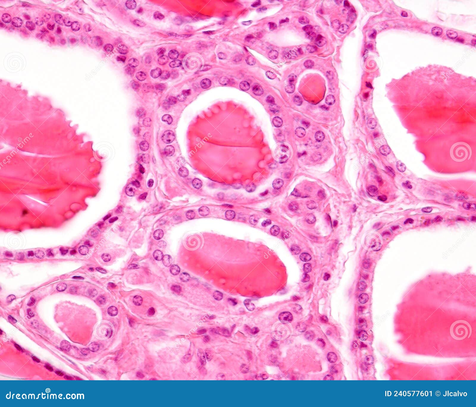 Follicular Epithelium