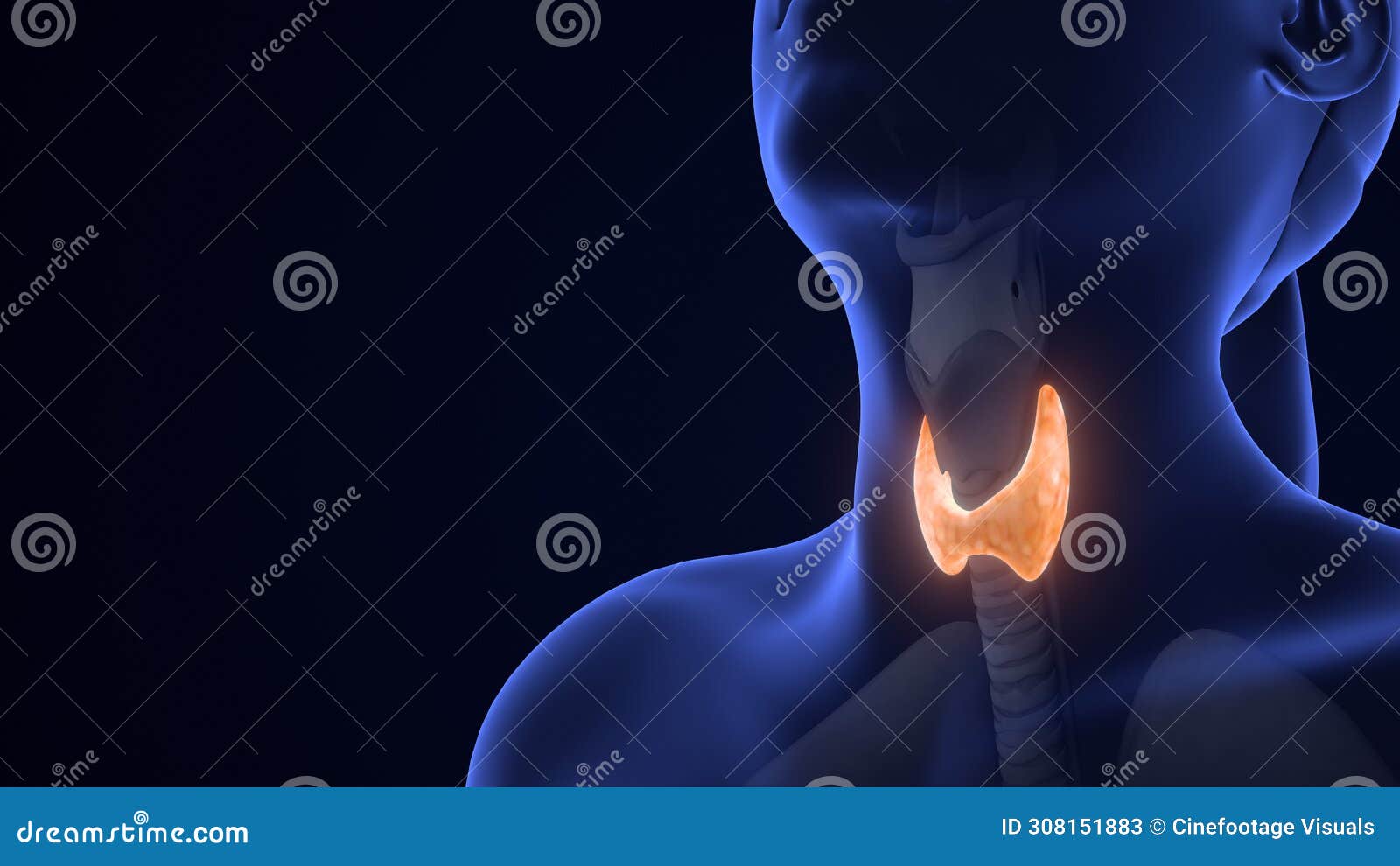 Understanding Thyroid Gland Issues In Men Recognizing Symptoms And ...