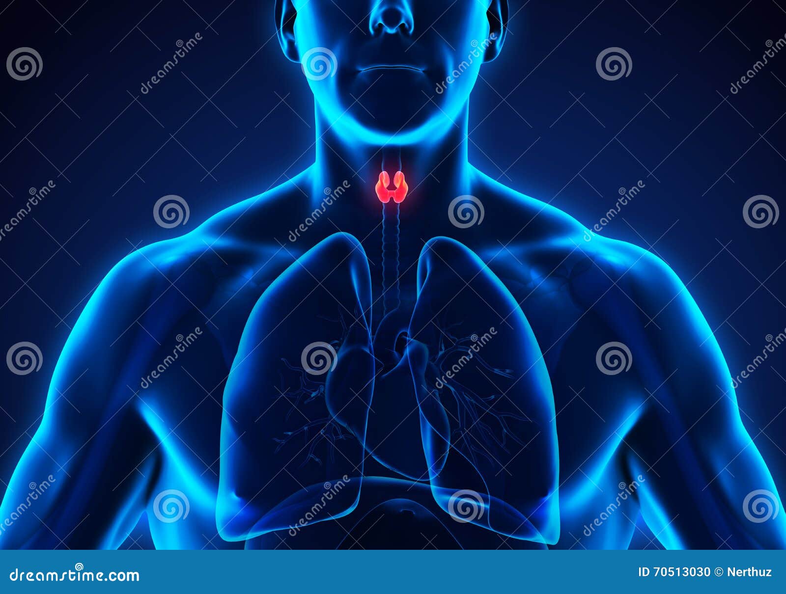 Human Thyroid Gland Anatomy Stock Illustration - Illustration of cancer ...