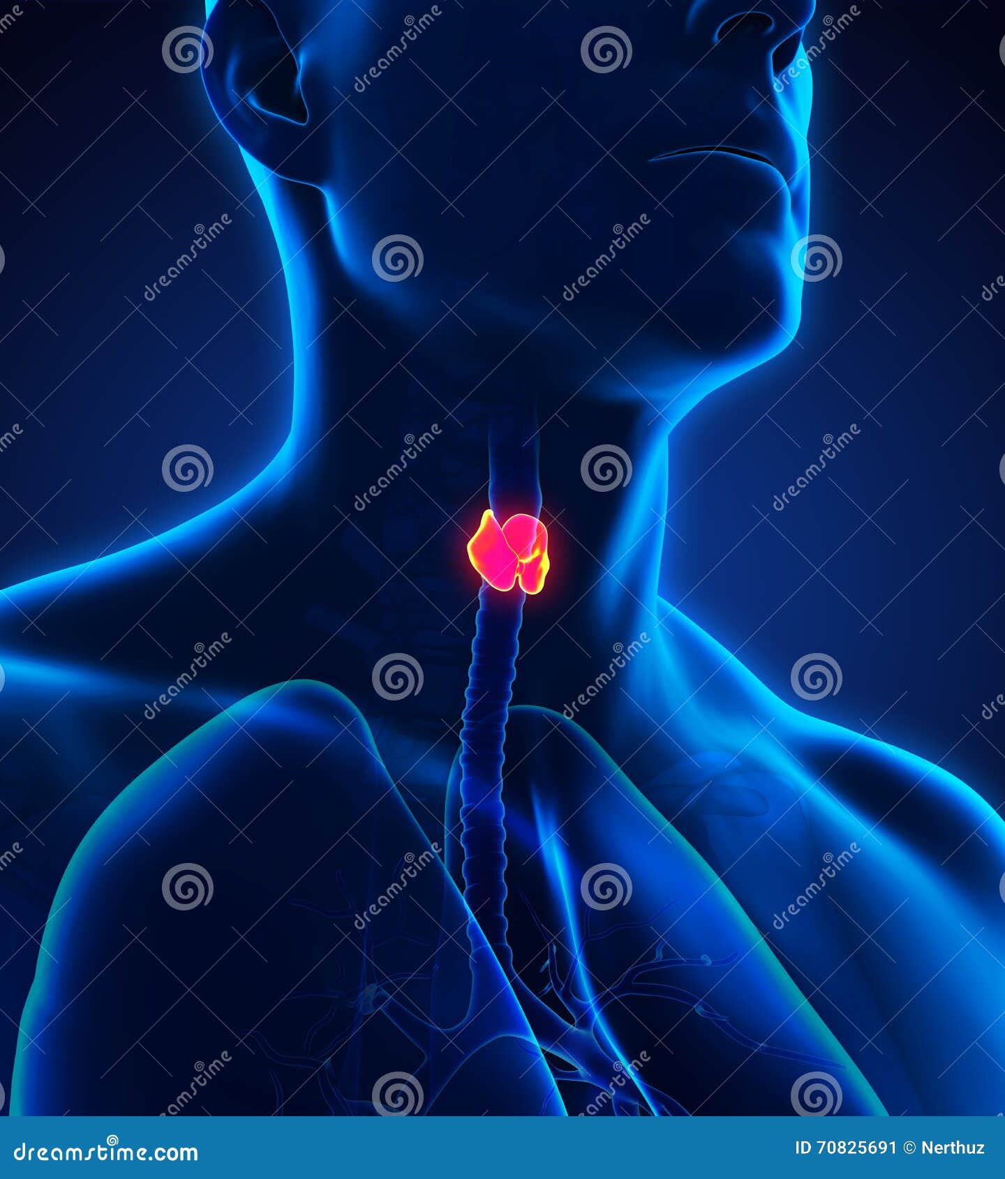 Human Thyroid Gland Anatomy Stock Illustration - Illustration of ...