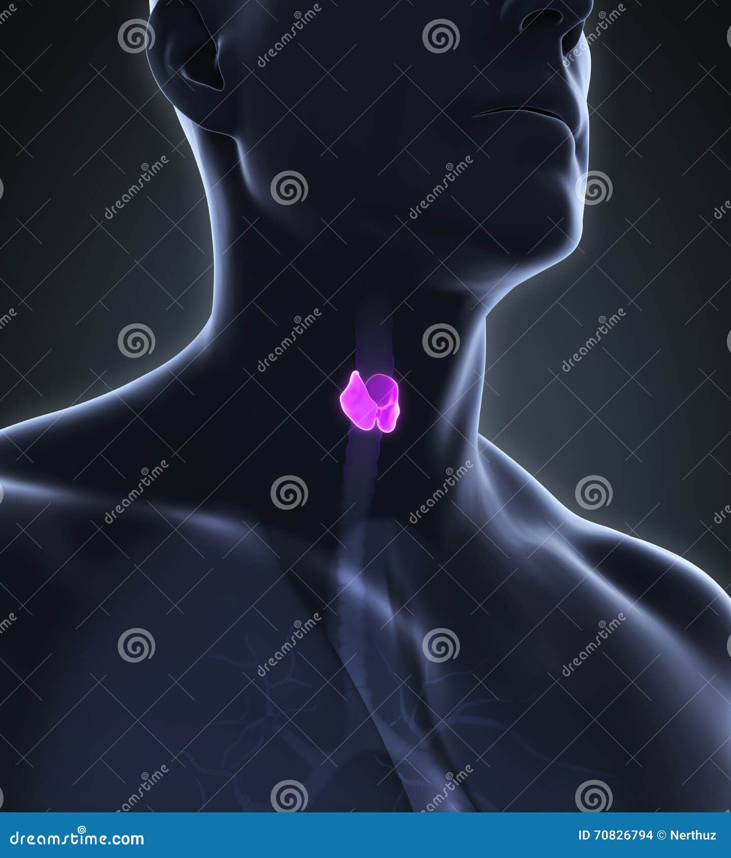 Human Thyroid Gland Anatomy Stock Illustration - Illustration of gland ...