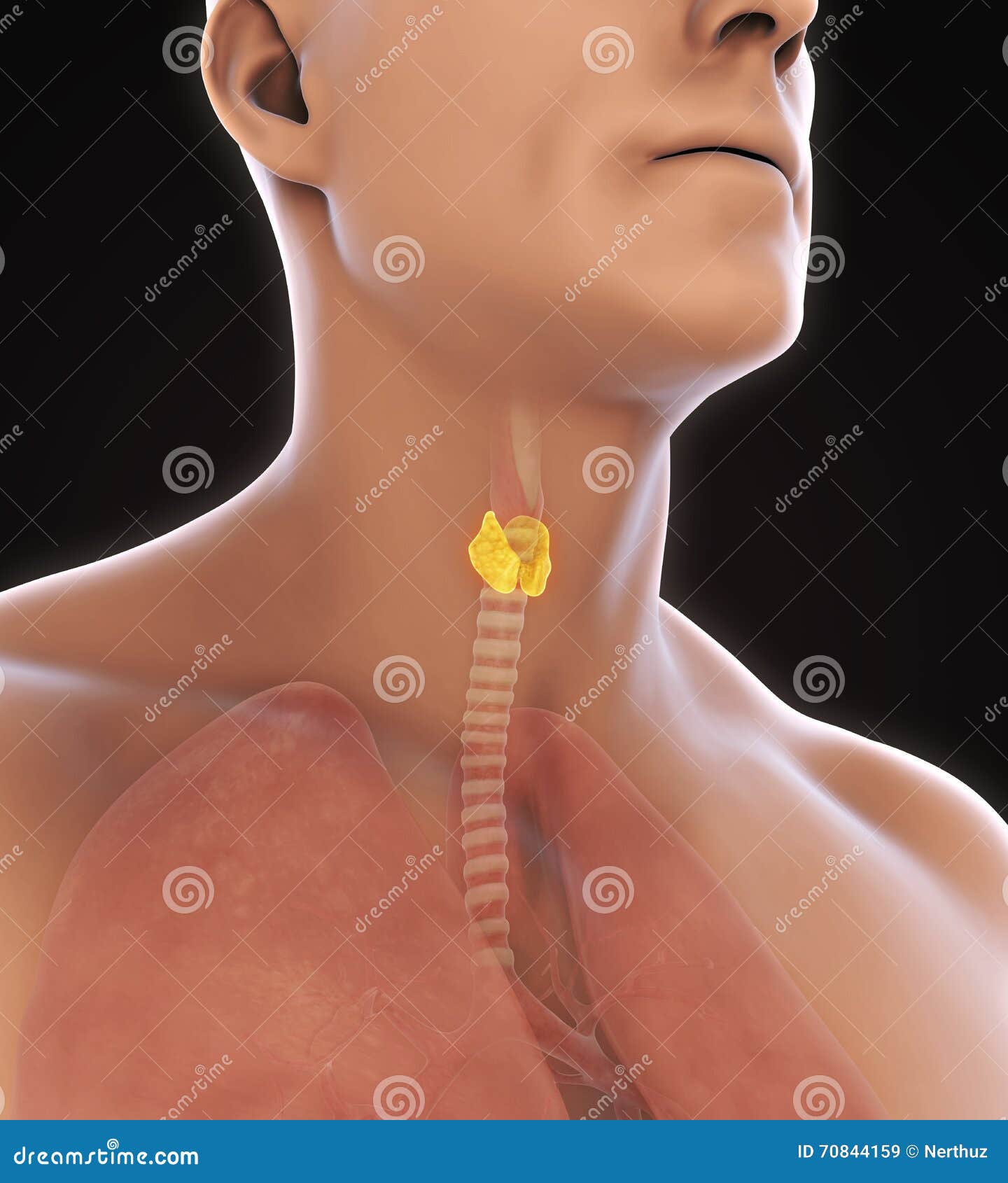Human Thyroid Gland Anatomy Stock Illustration - Illustration of ...