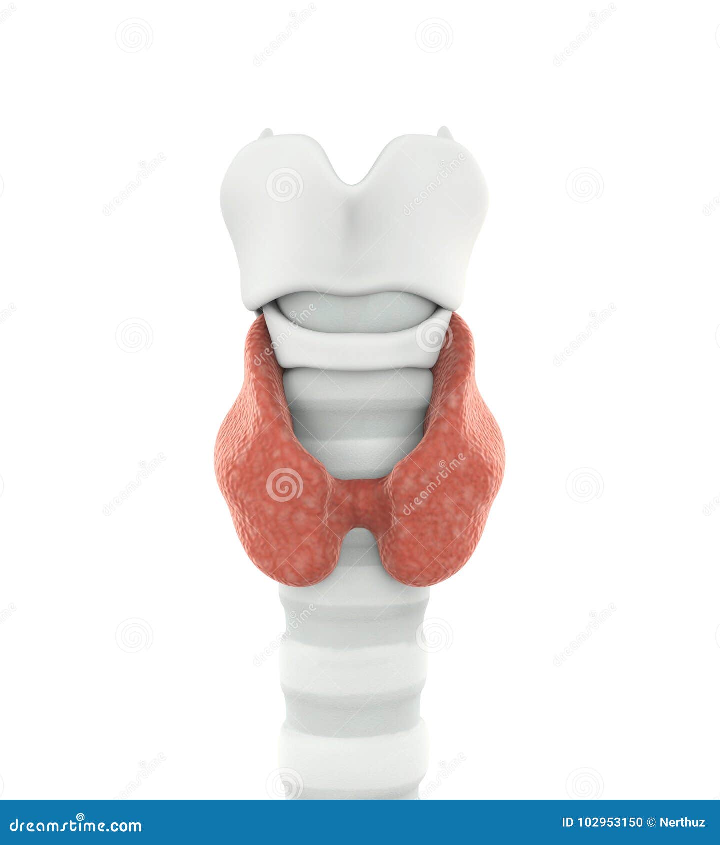 Human Thyroid Gland Anatomy Isolated Stock Illustration - Illustration ...