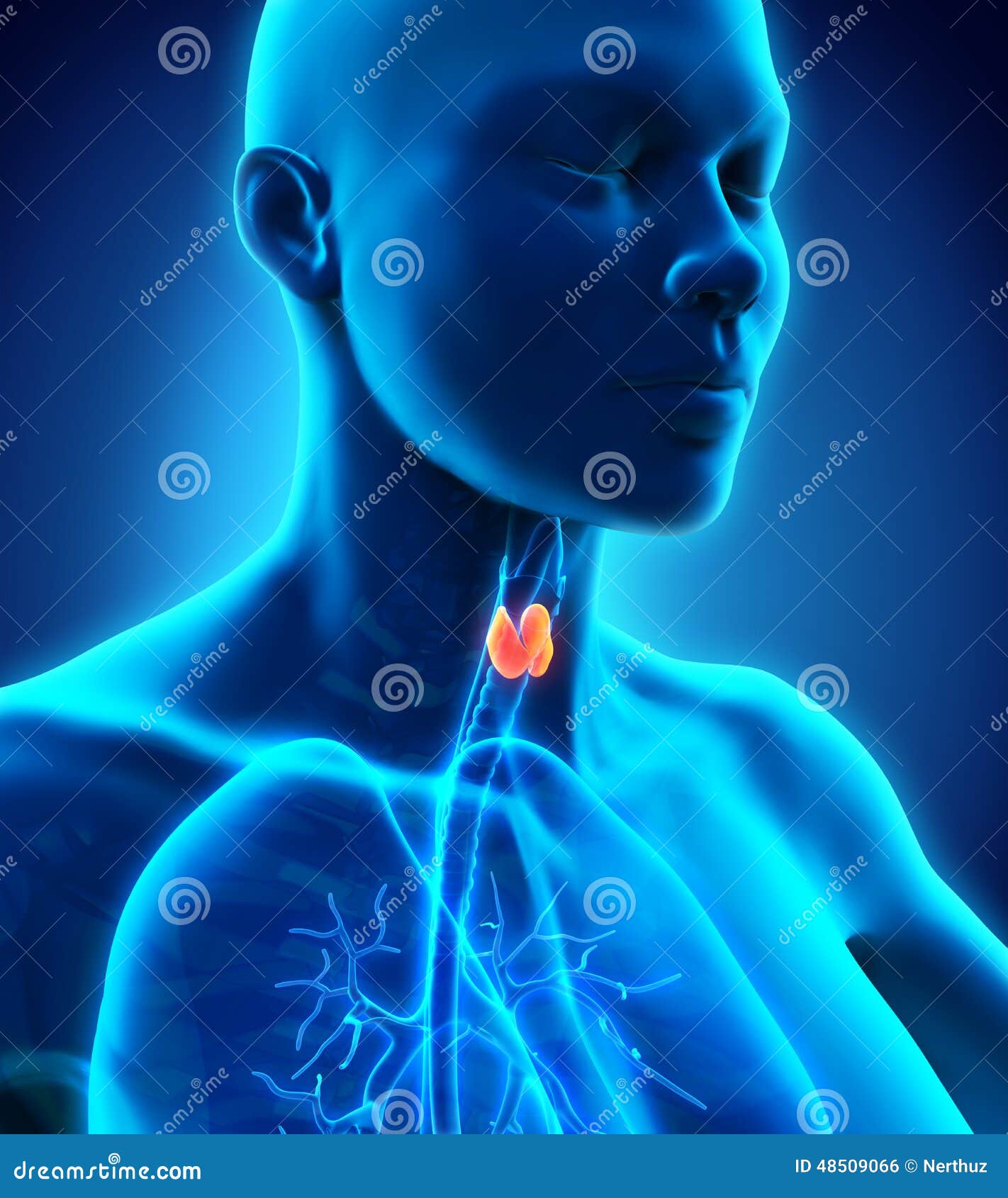 Human Thyroid Gland stock illustration. Illustration of hyperthyroidism ...