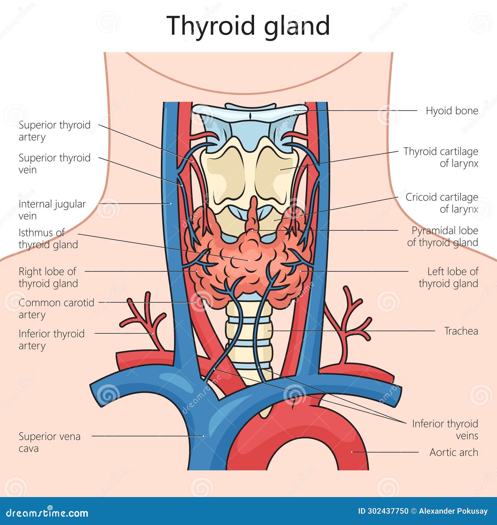 Human Thyroid Gland Structure Diagram Medical Stock Vector ...