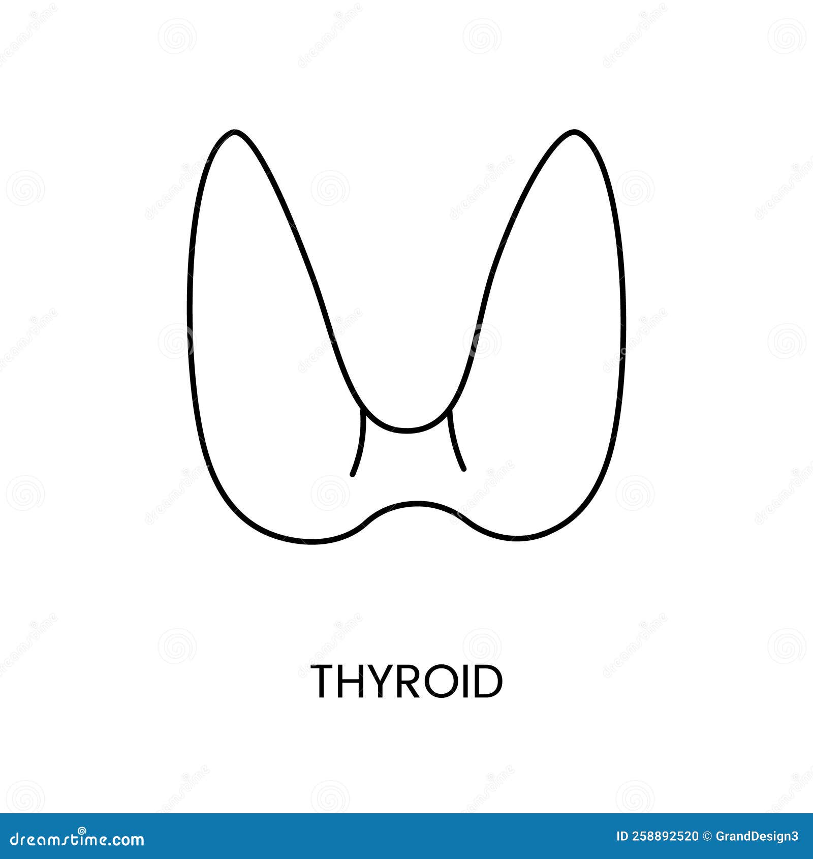 Human Thyroid Icon Line in Vector, Illustration of Surface Structures ...