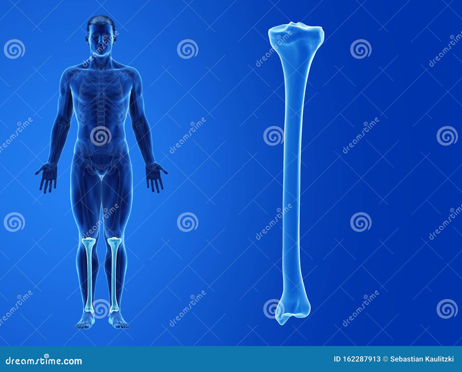 The human tibia stock illustration. Illustration of tibia - 162287913