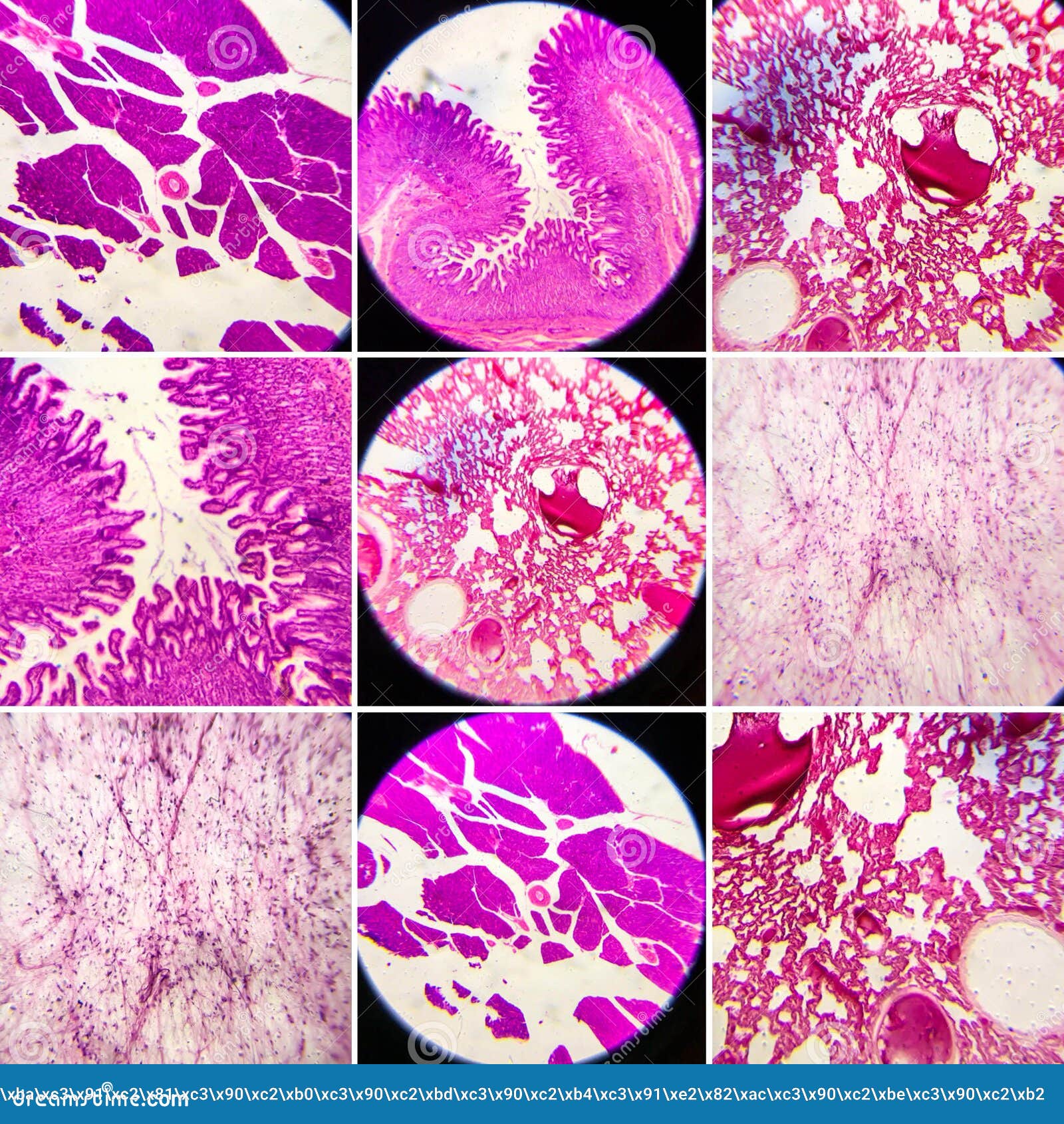 Human Tissue Under the Microscope Stock Illustration - Illustration of ...