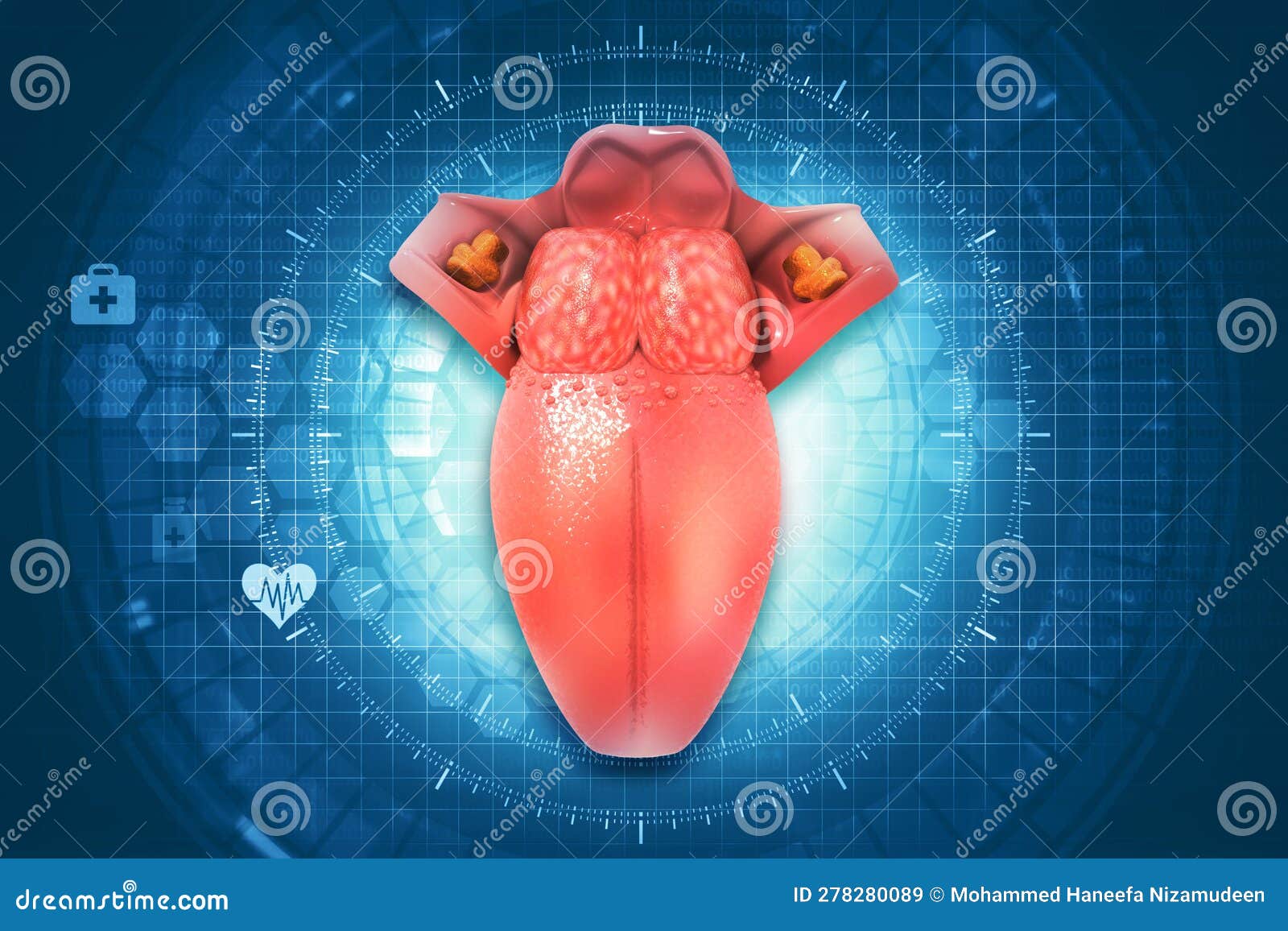 Tongue Anatomy With Epithelial Tissue Structure. Human Tongue Cross ...
