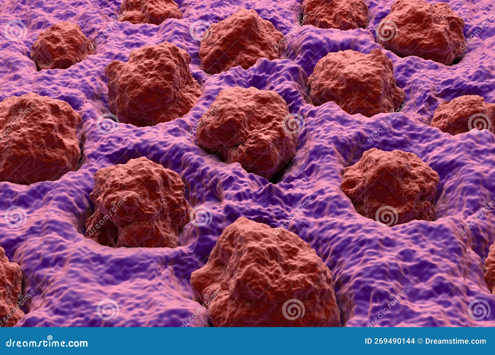 Human Tongue Surface Mucosa With Papillae Isometric View 3d Illustration Stock Illustration
