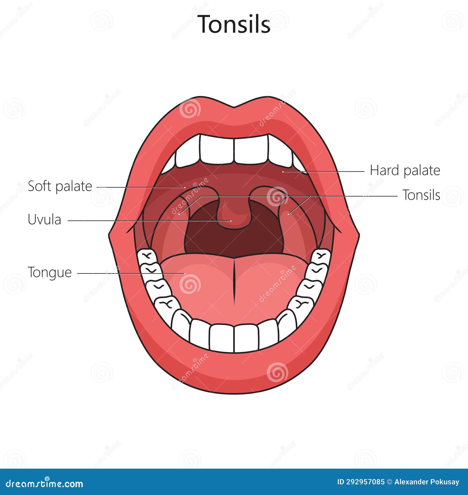 Human Tonsil Structure Diagram Medical Science Stock Vector ...