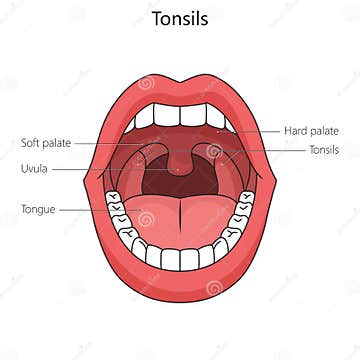 Human Tonsil Structure Diagram Medical Science Stock Vector ...
