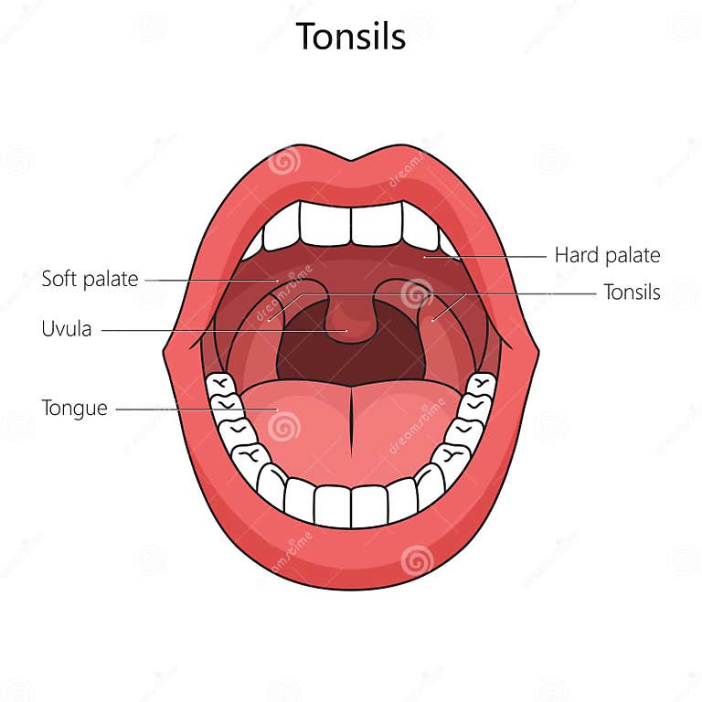 Human Tonsil Structure Diagram Medical Science Stock Vector ...
