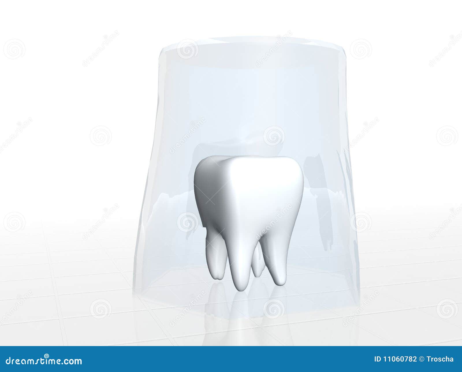 An Extracted Human Tooth Molar With Shiny Enamel Crown And Long Roots ...