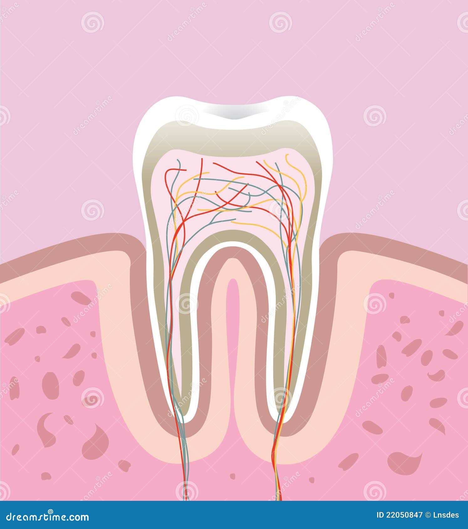 Human tooth stock vector. Illustration of health, cementum - 22050847