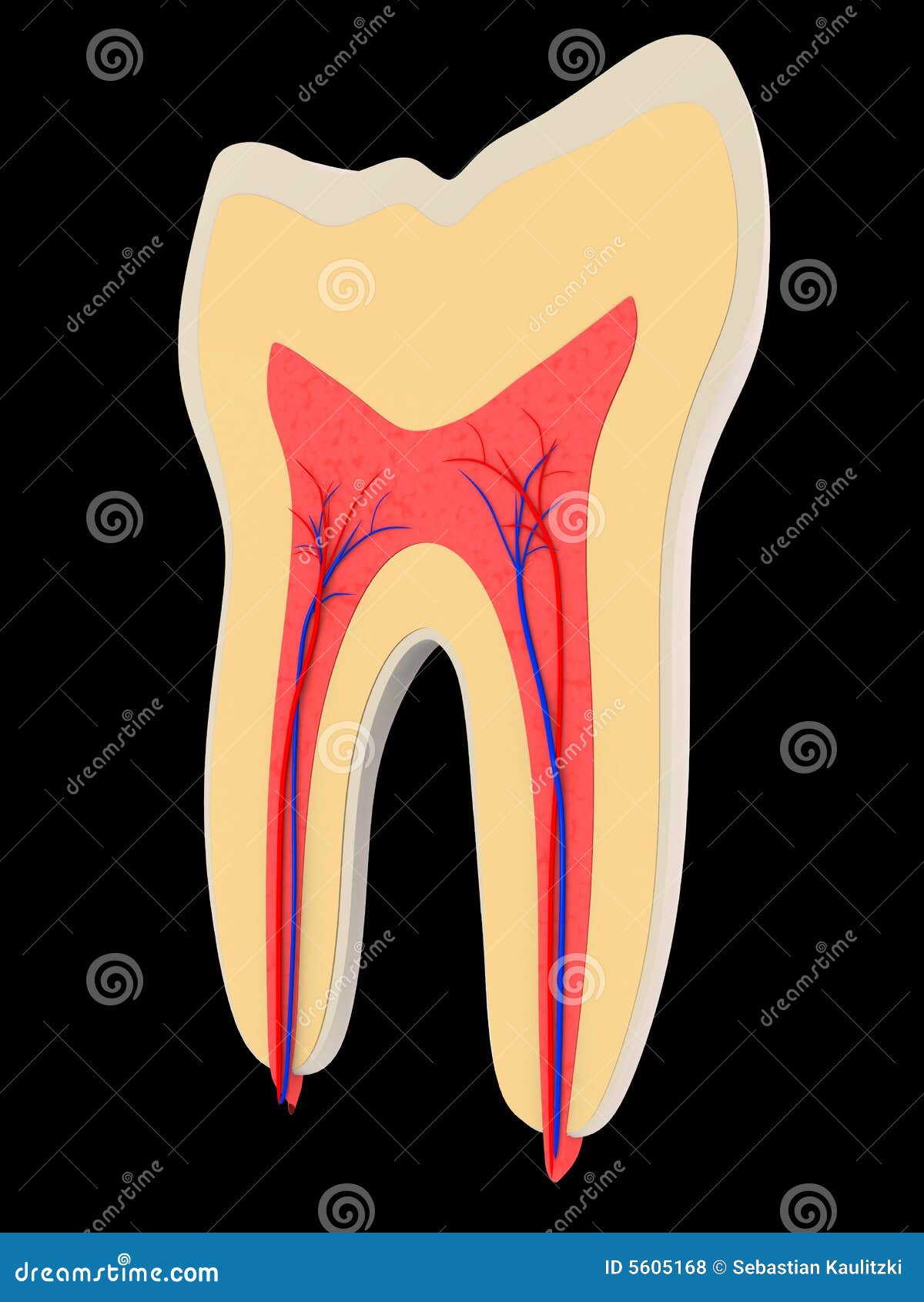 Human tooth stock illustration. Illustration of tooth - 5605168