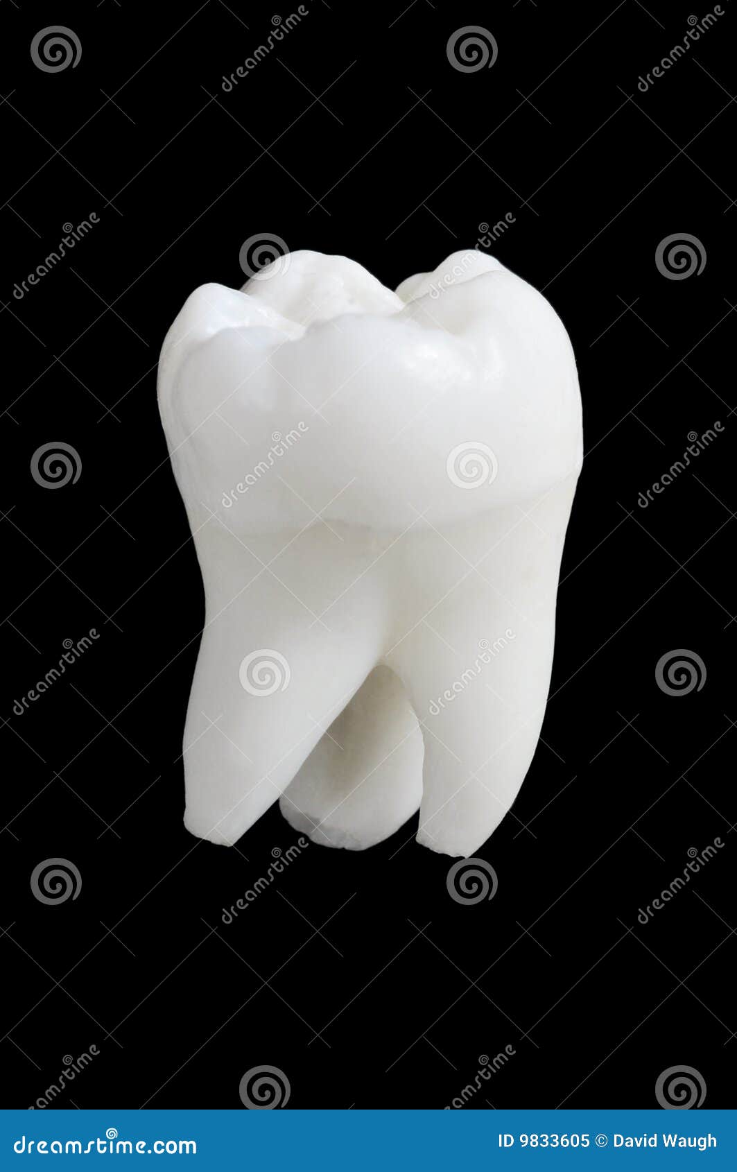 Human Tooth stock image. Image of teeth, wisdom, dentist - 9833605