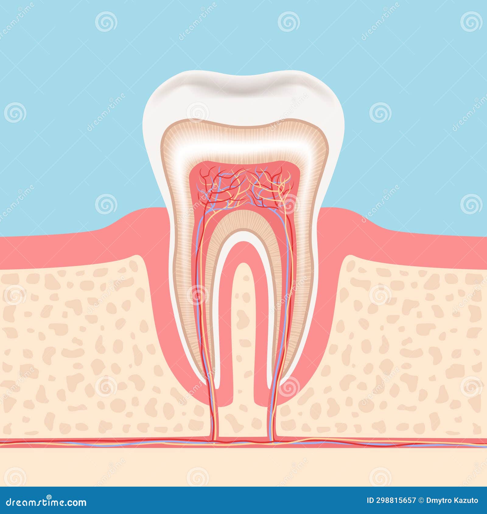 Human Tooth. Anatomical Structure of the Tooth Stock Illustration ...