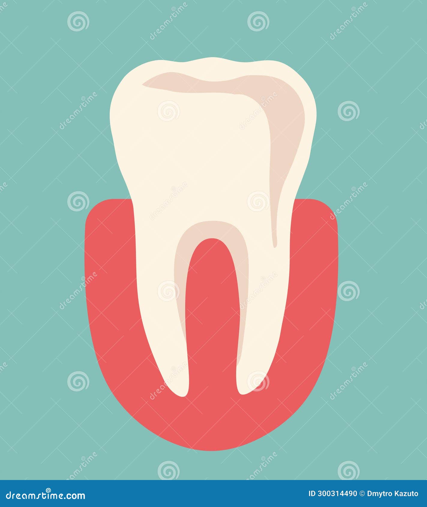 Human Tooth. Anatomy of the Tooth Stock Vector - Illustration of ...
