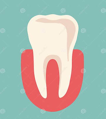 Human Tooth. Anatomy of the Tooth Stock Vector - Illustration of ...