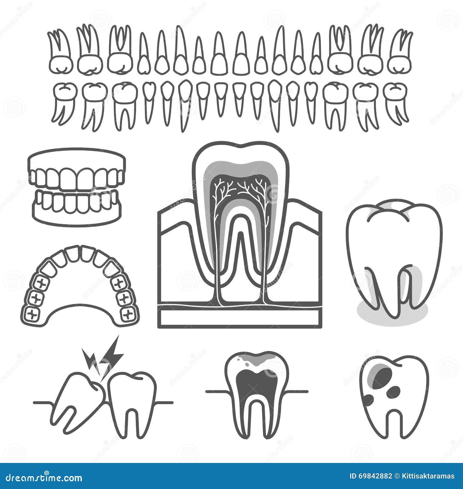 Human Tooth Anatomy. Vector. Stock Vector - Illustration of mouth ...