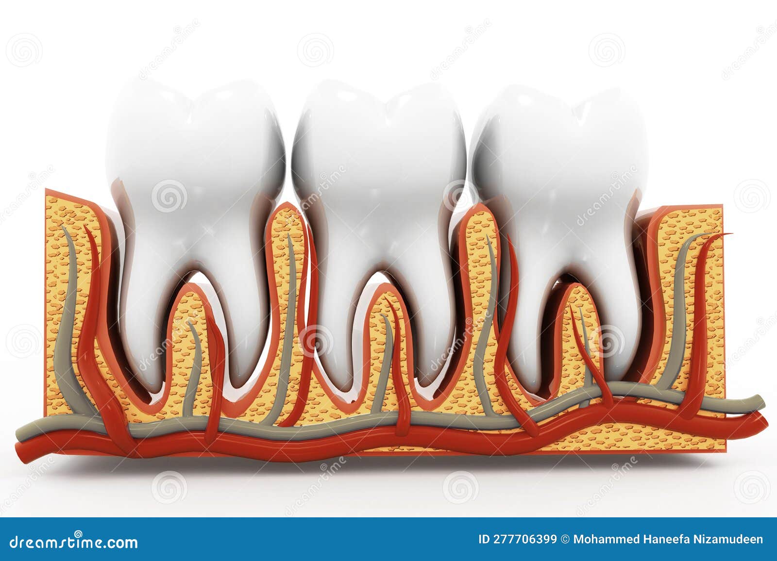 Human tooth anatomy stock illustration. Illustration of white - 277706399