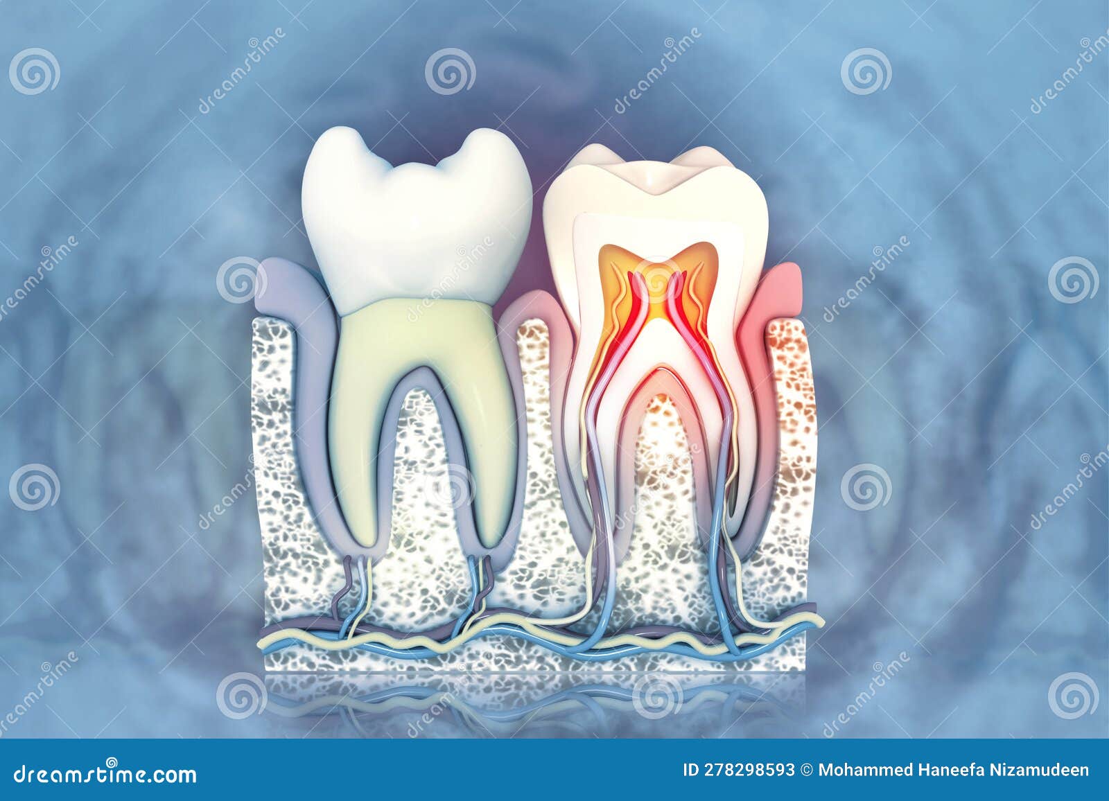 Human tooth cross section stock illustration. Illustration of healthy ...