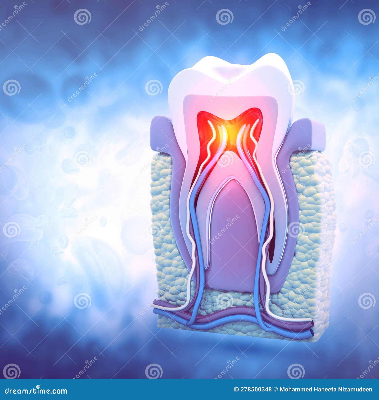 Human tooth cross section stock illustration. Illustration of oral ...