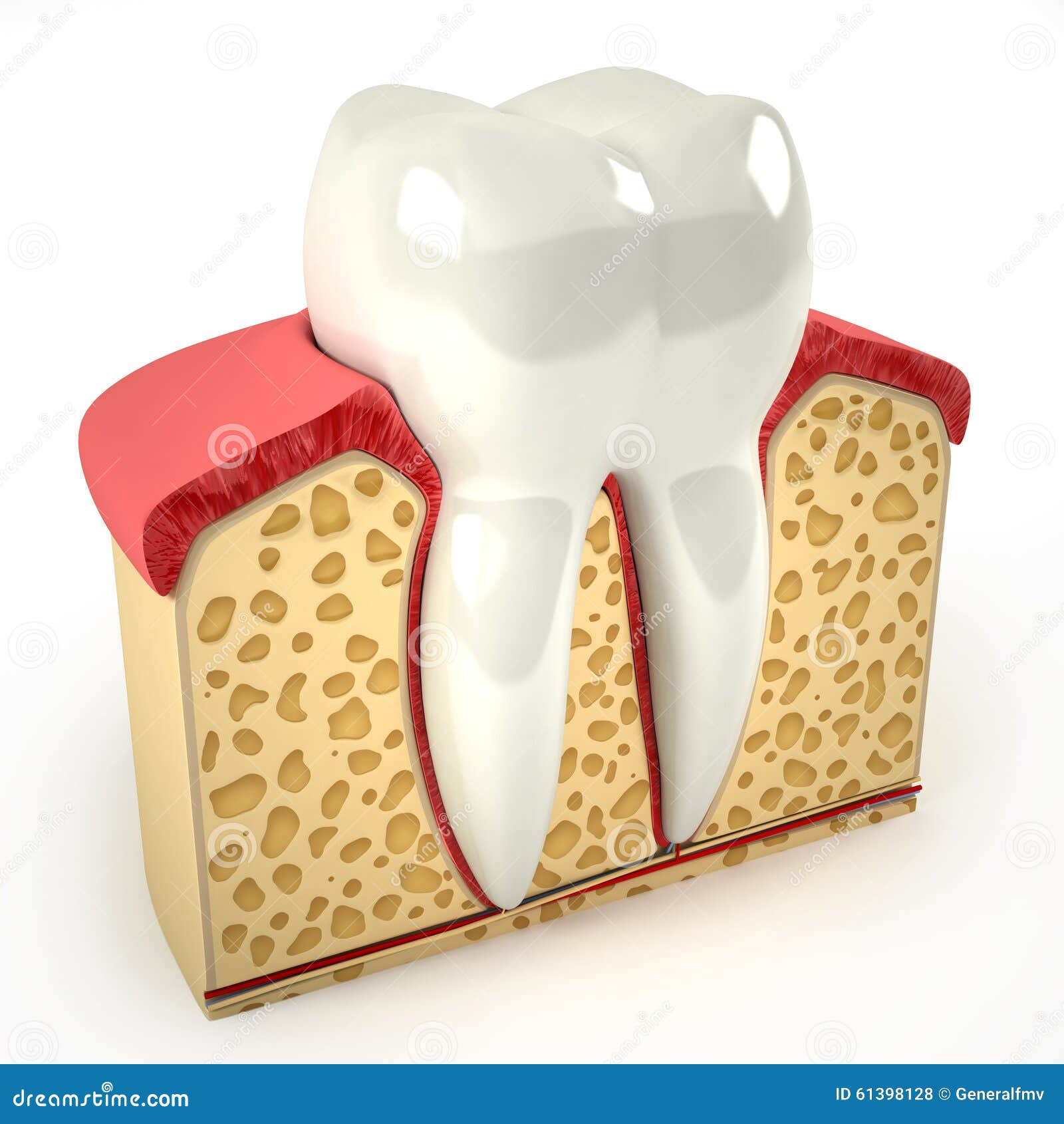 Human Tooth Cross-section (3d Model) Stock Photography | CartoonDealer ...