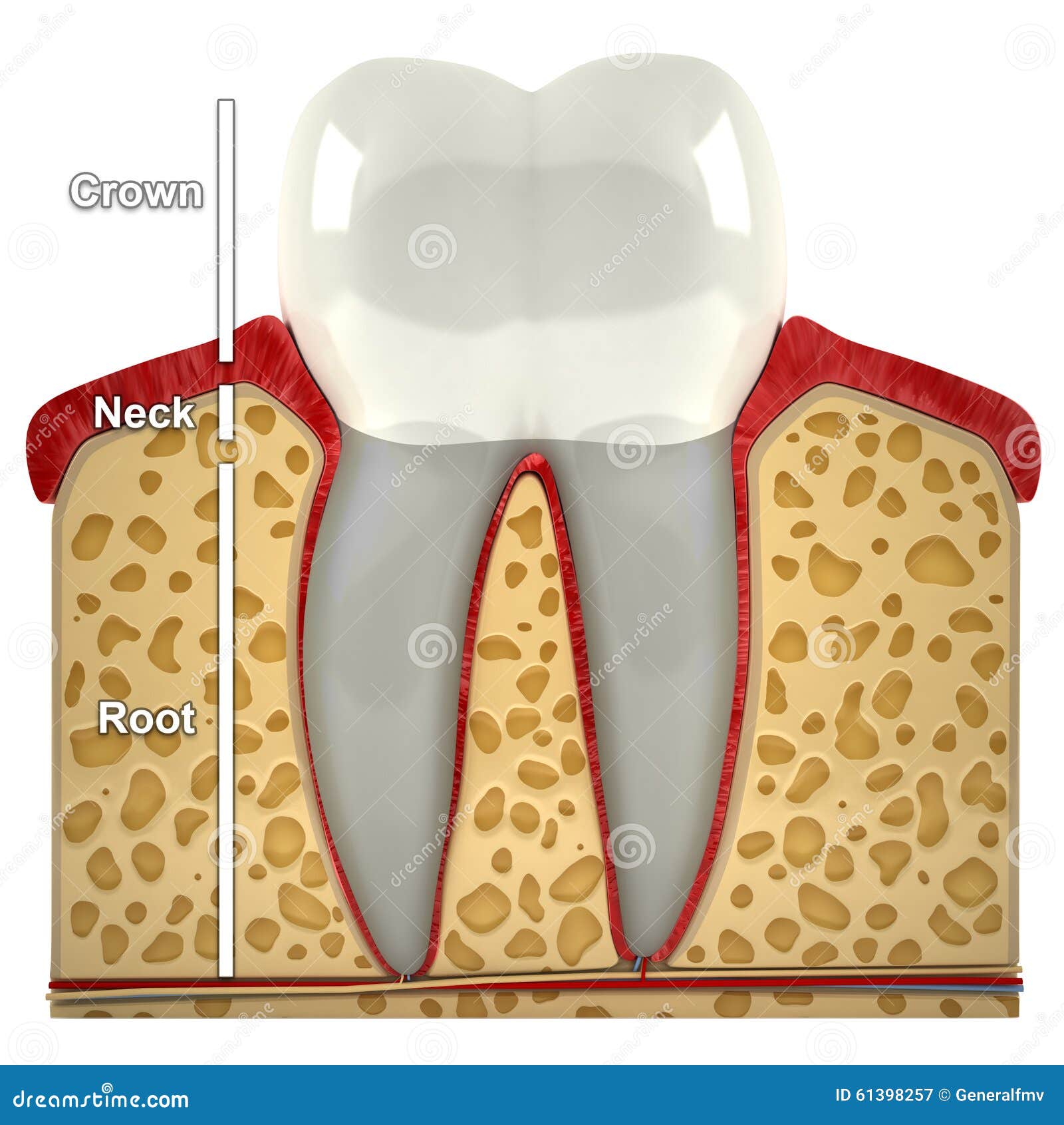Human Tooth Cross-section (3d Model) Stock Illustration - Illustration ...