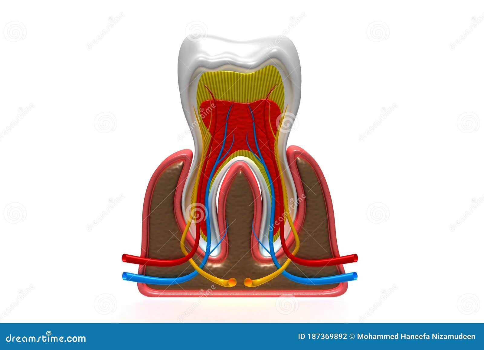 Human tooth cross section stock illustration. Illustration of nerve ...