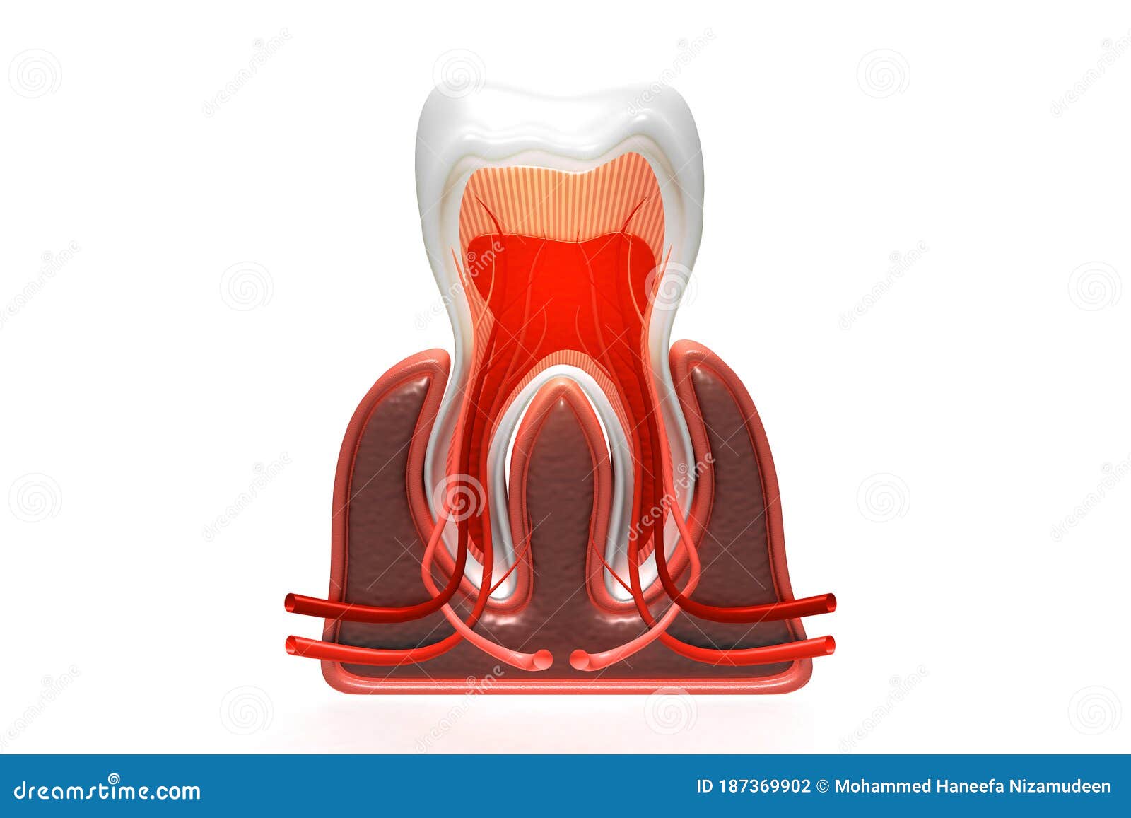 Human tooth cross section stock illustration. Illustration of mouth ...