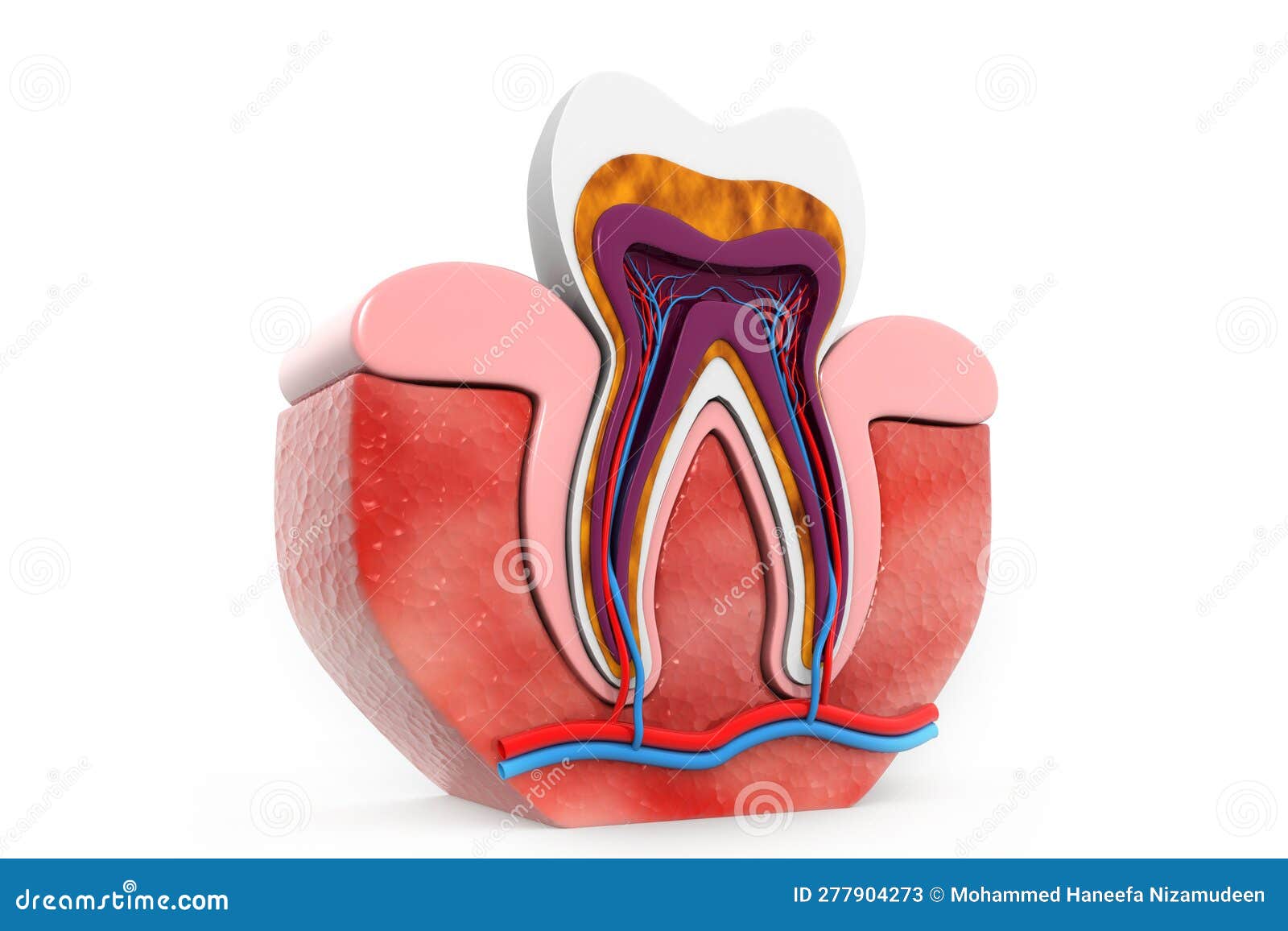 Human tooth. Cross section stock illustration. Illustration of ...