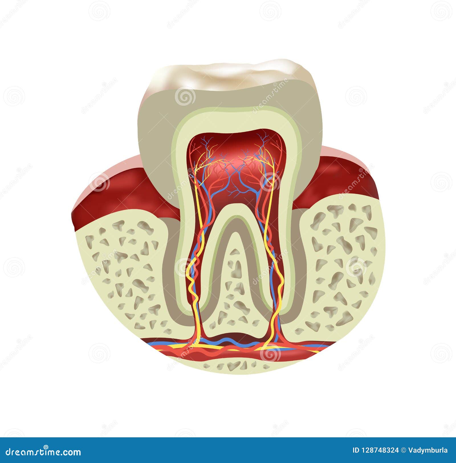 Human Tooth Cross Section Realistic View Stock Illustration ...