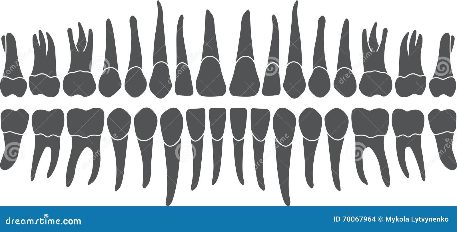 Human Tooth Cartoon Anatomy Chart Vector Illustration | CartoonDealer ...