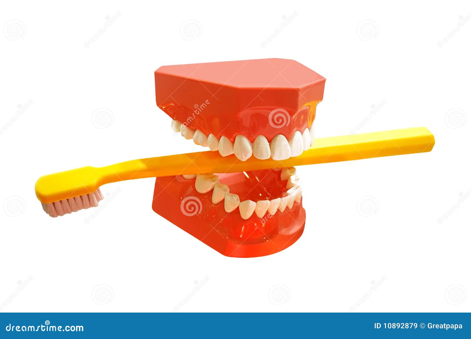Human Tooth Jaw with Toothbrush Stock Image - Image of stomatology ...