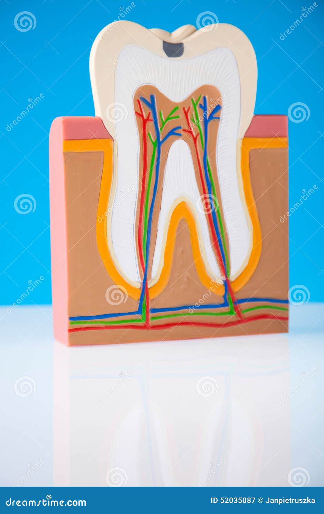 Human Tooth Structure, Bright Colorful Tone Concept Stock Image - Image ...