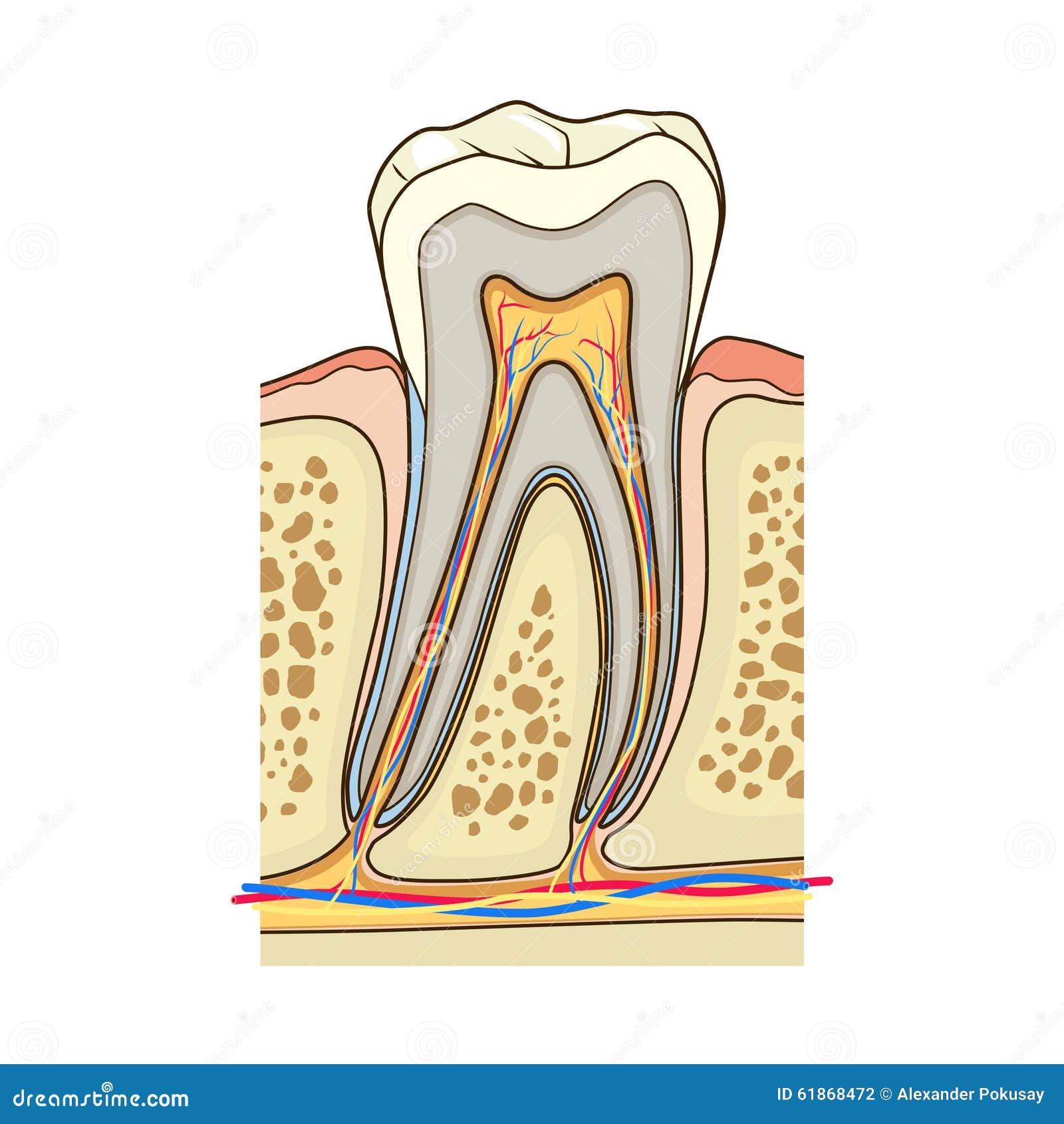 Tooth Structure Royalty-Free Stock Image | CartoonDealer.com #46788046