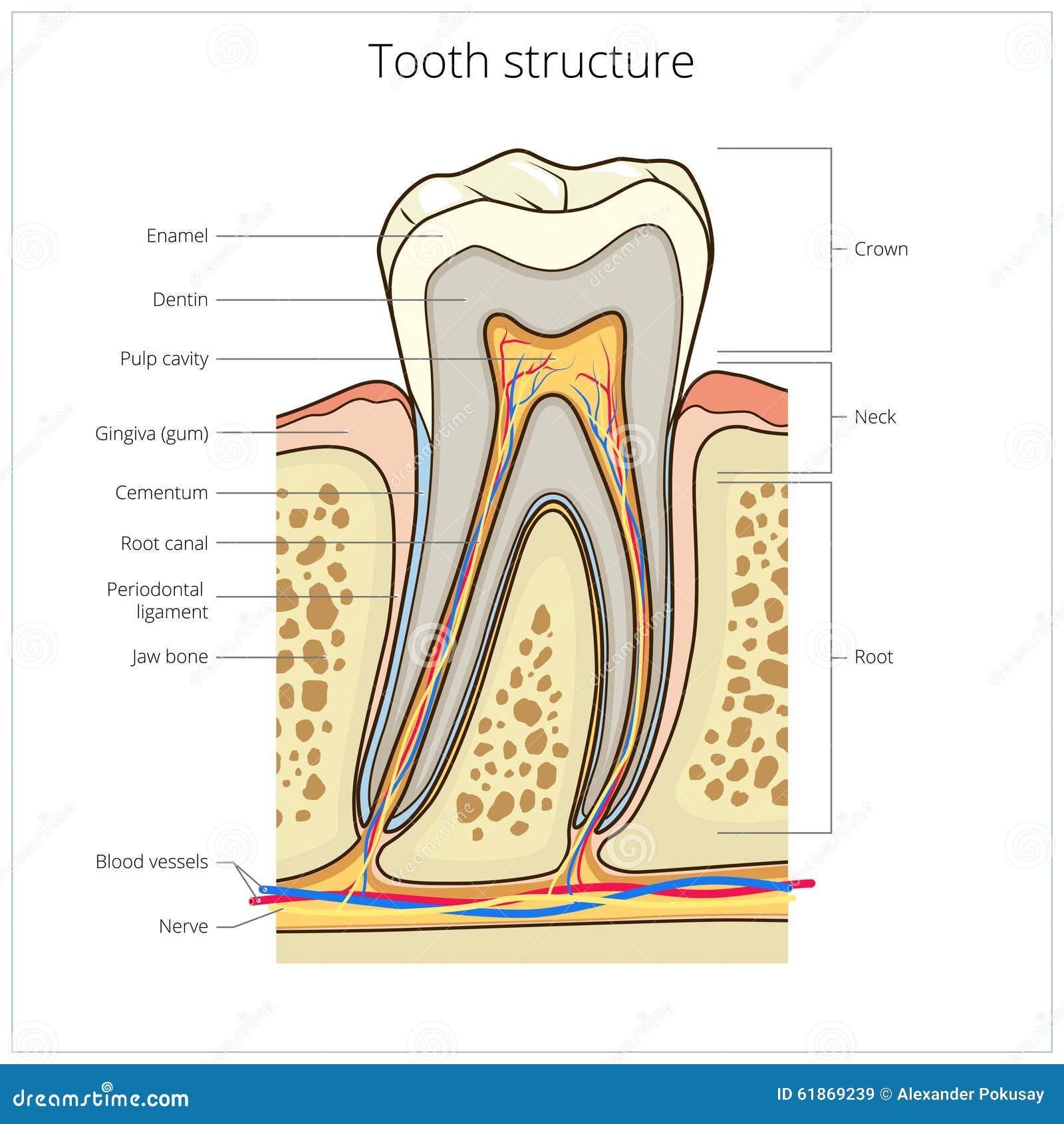 Tooth Structure Stock Photo | CartoonDealer.com #38470056