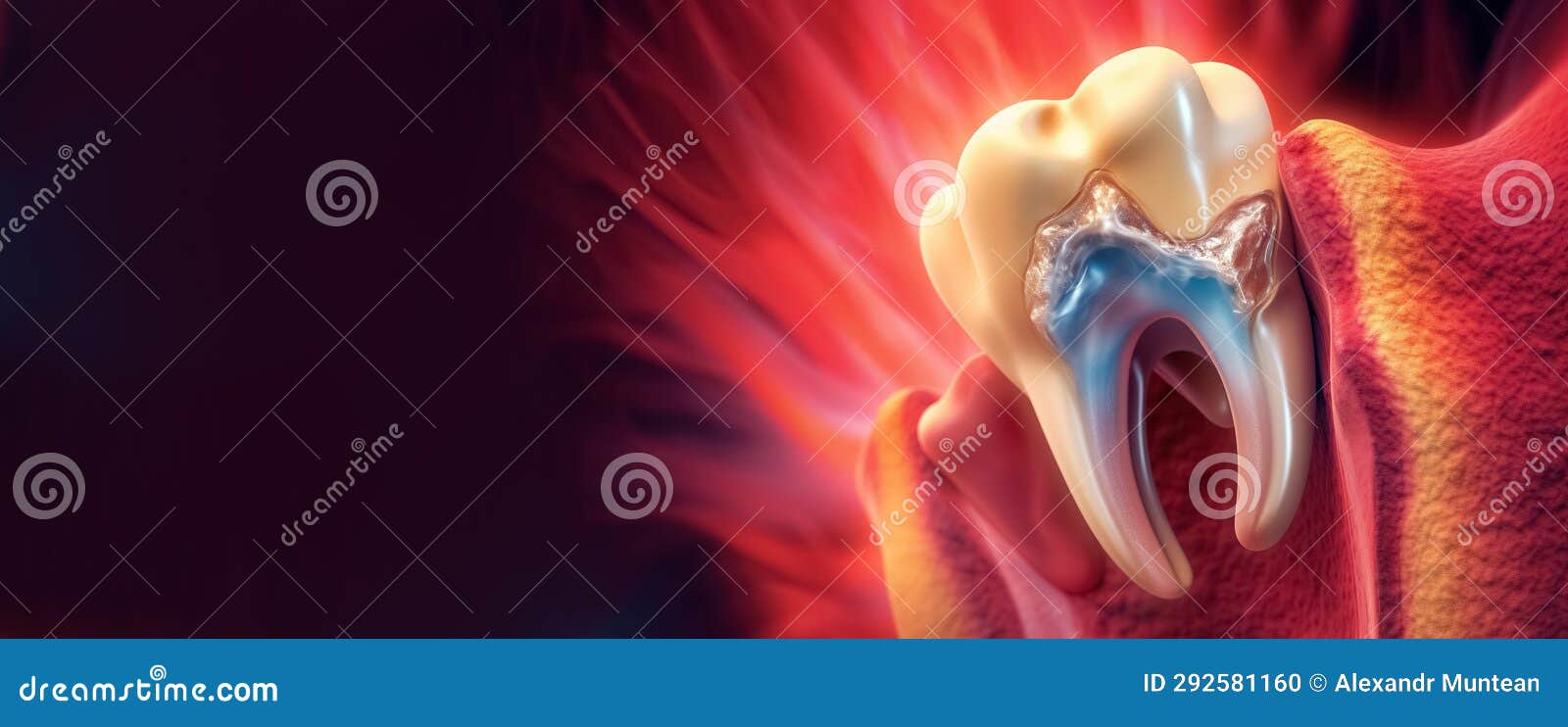 Human Tooth Structure, Panoramic Layout. Stock Illustration ...