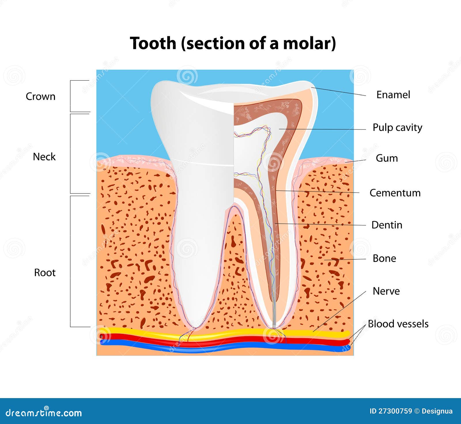 Human Tooth Structure. Vector | CartoonDealer.com #27300759