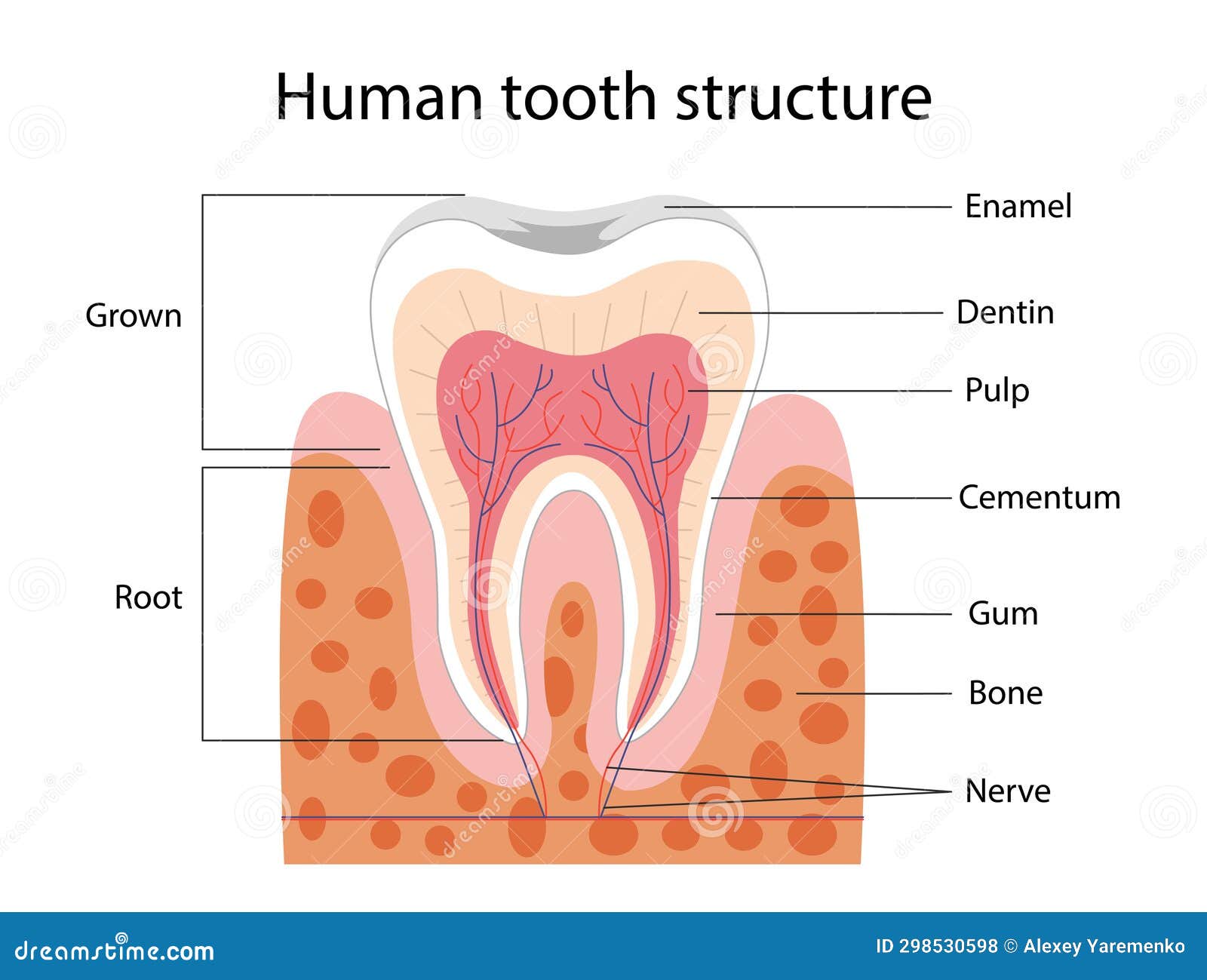 Human Tooth Structure Vector Concept Stock Vector - Illustration of ...
