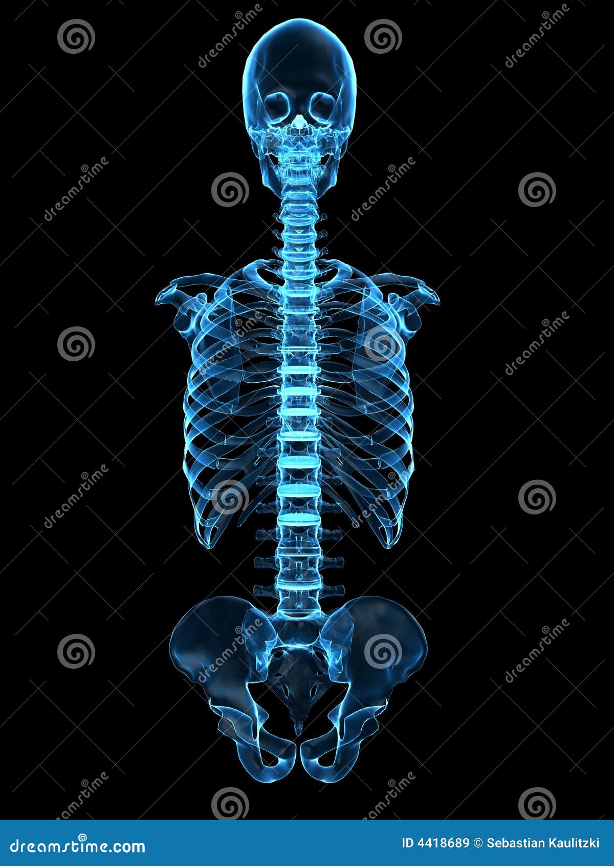 Human torso stock illustration. Illustration of biology - 4418689